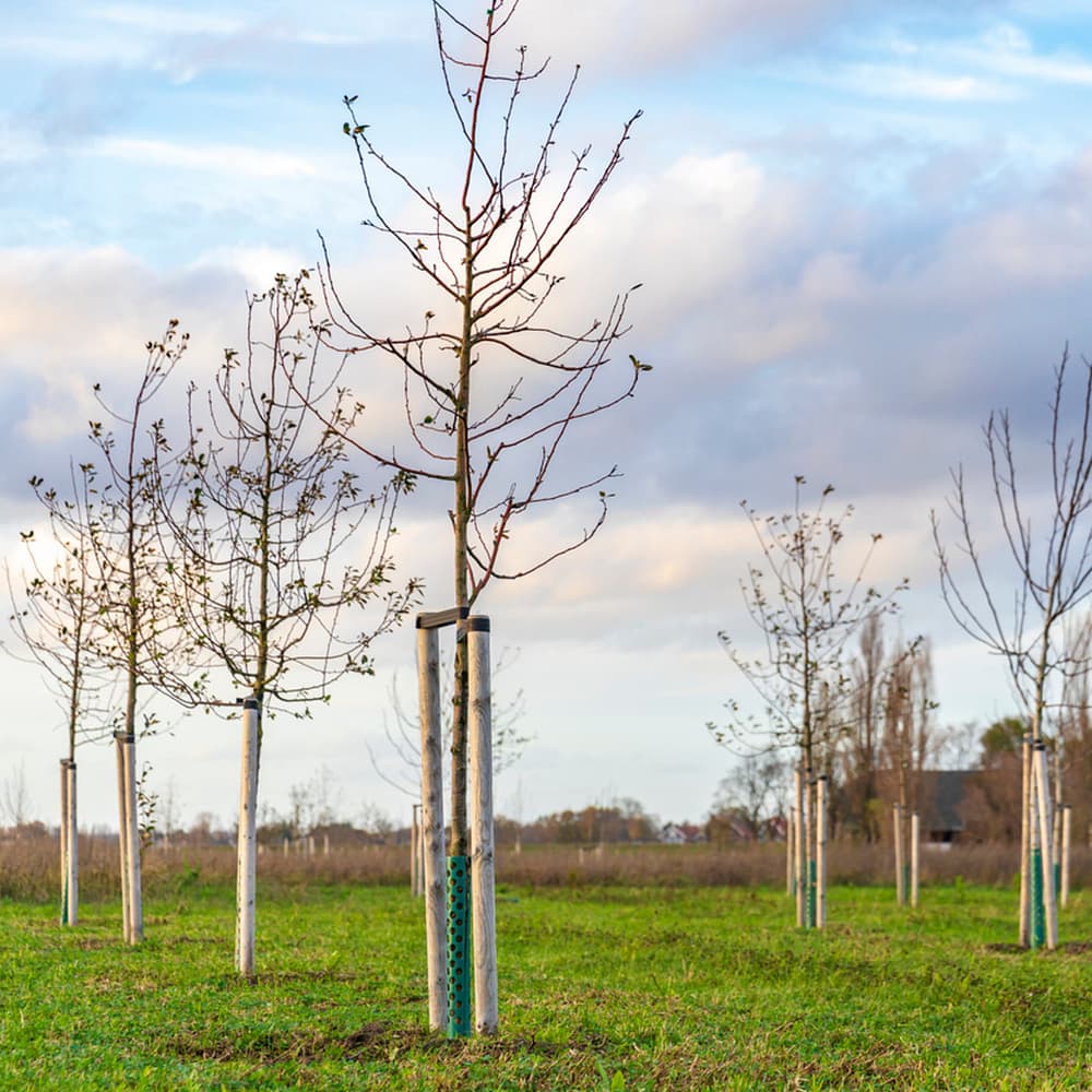 Tree Services Indianapolis | Trimming, Removal, Pruning, & More ...